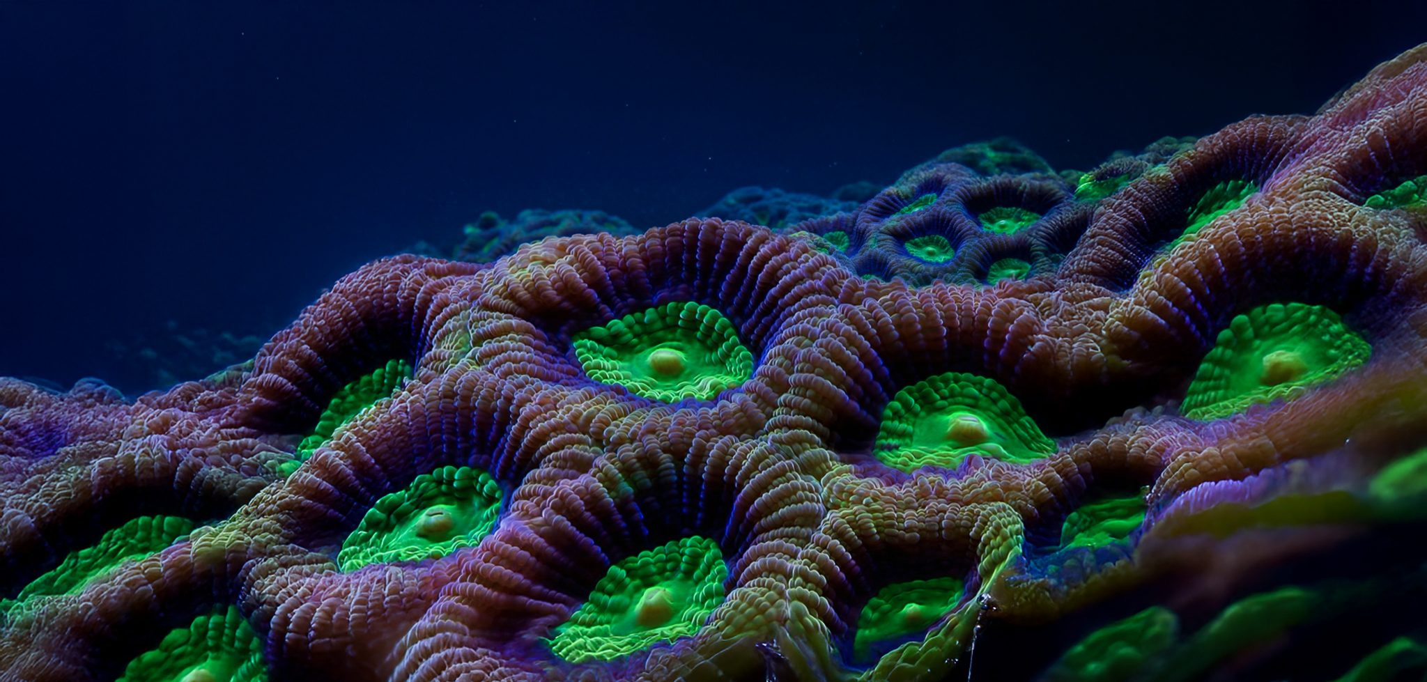 Play Coral • Kinetics